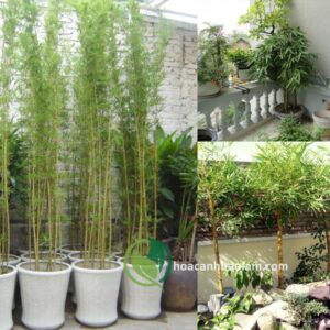 Tìm hiểu các loại trúc cảnh phổ biến - Đặc điểm và sự khác biệt - Hoa ...