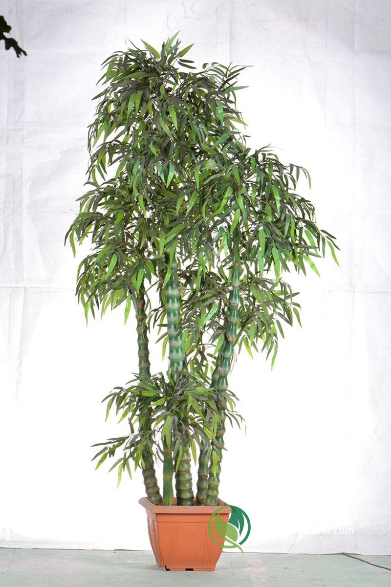 Hướng dẫn toàn diện cách chăm sóc cây trúc cảnh đạt hiệu quả cao - Hoa ...